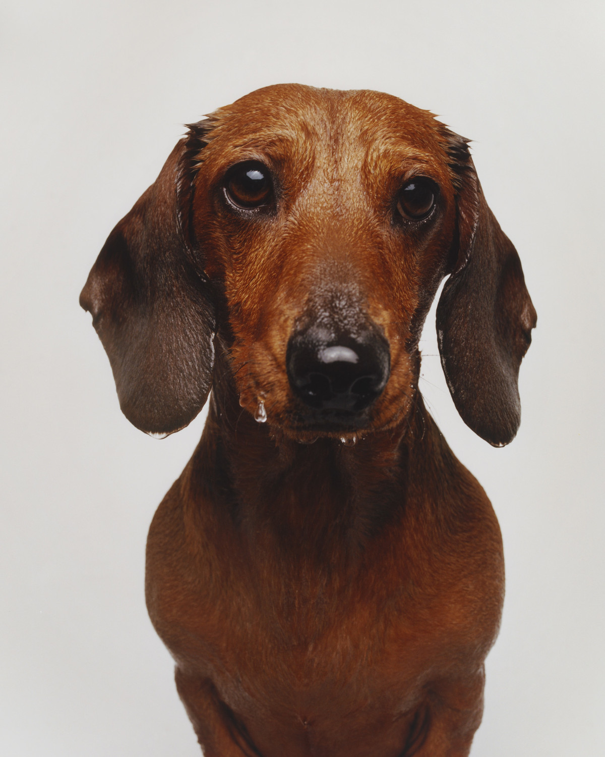 Buffalo Zine – Lambert Lambert