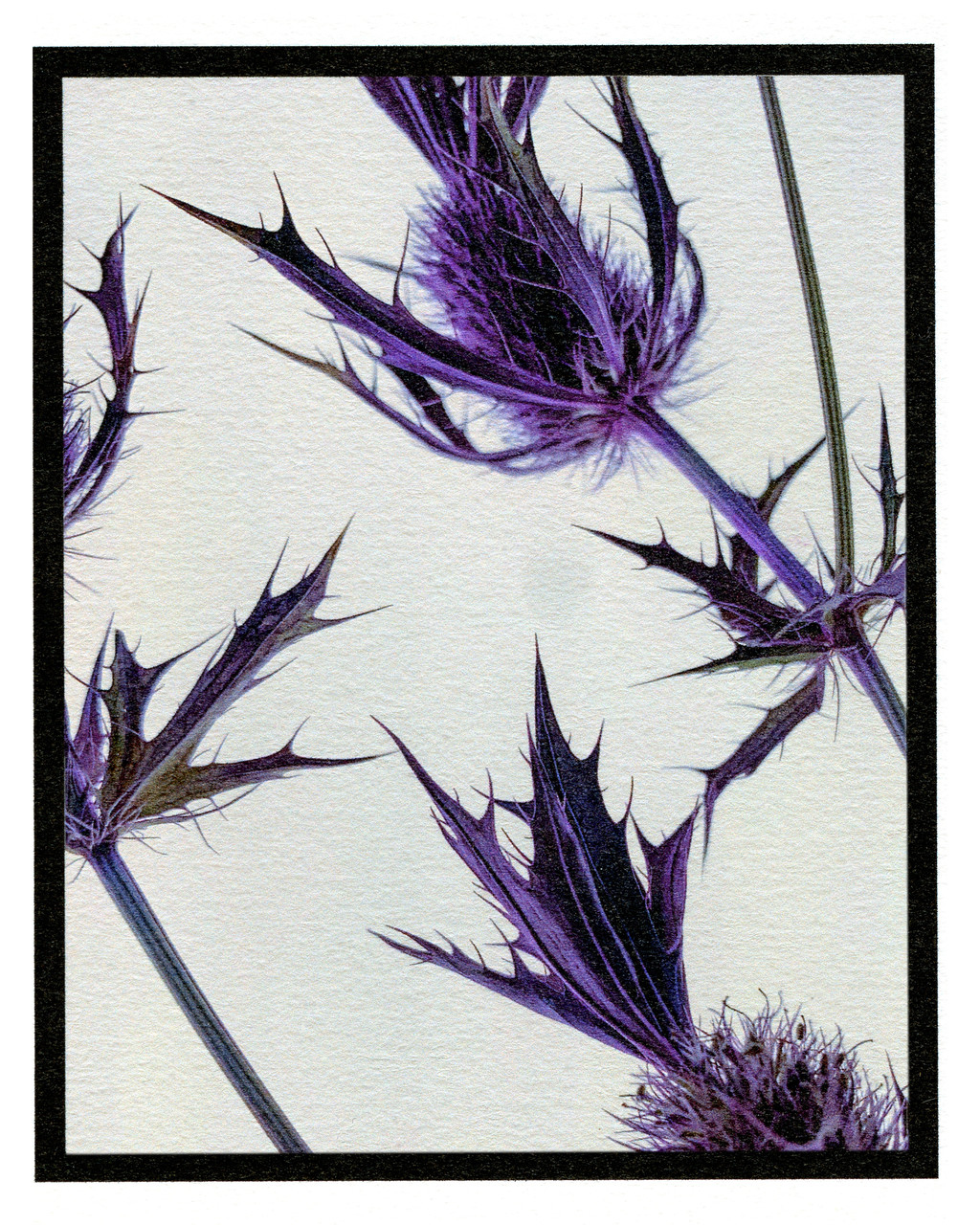 Jade Lombard – Lambert Lambert